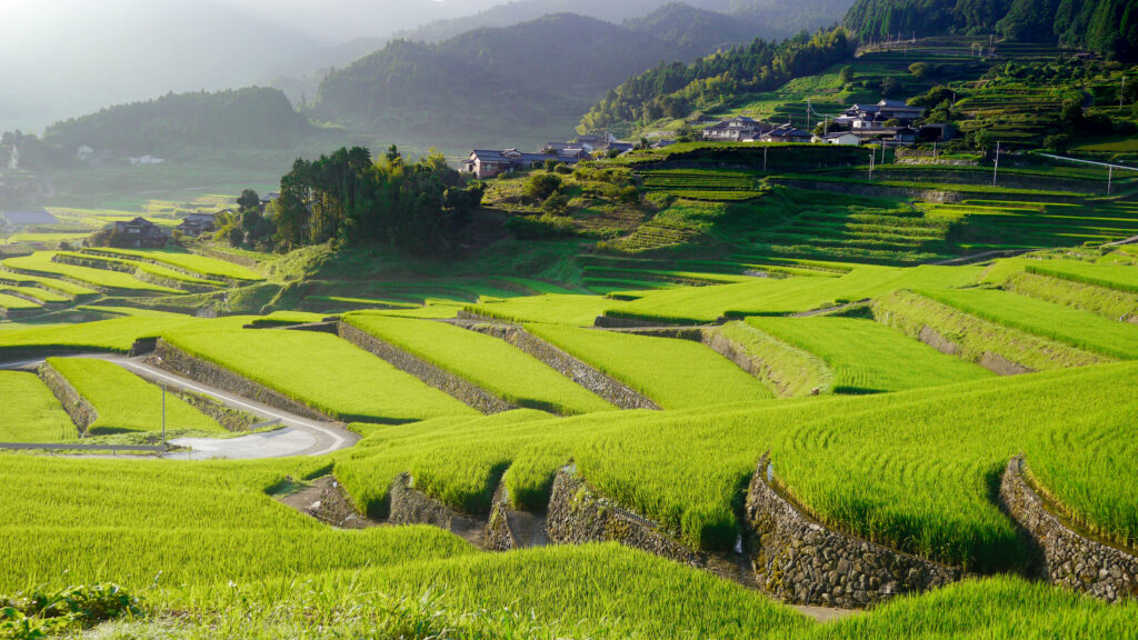 Top 5 Most Beautiful Rice Fields in Japan - Village Blog